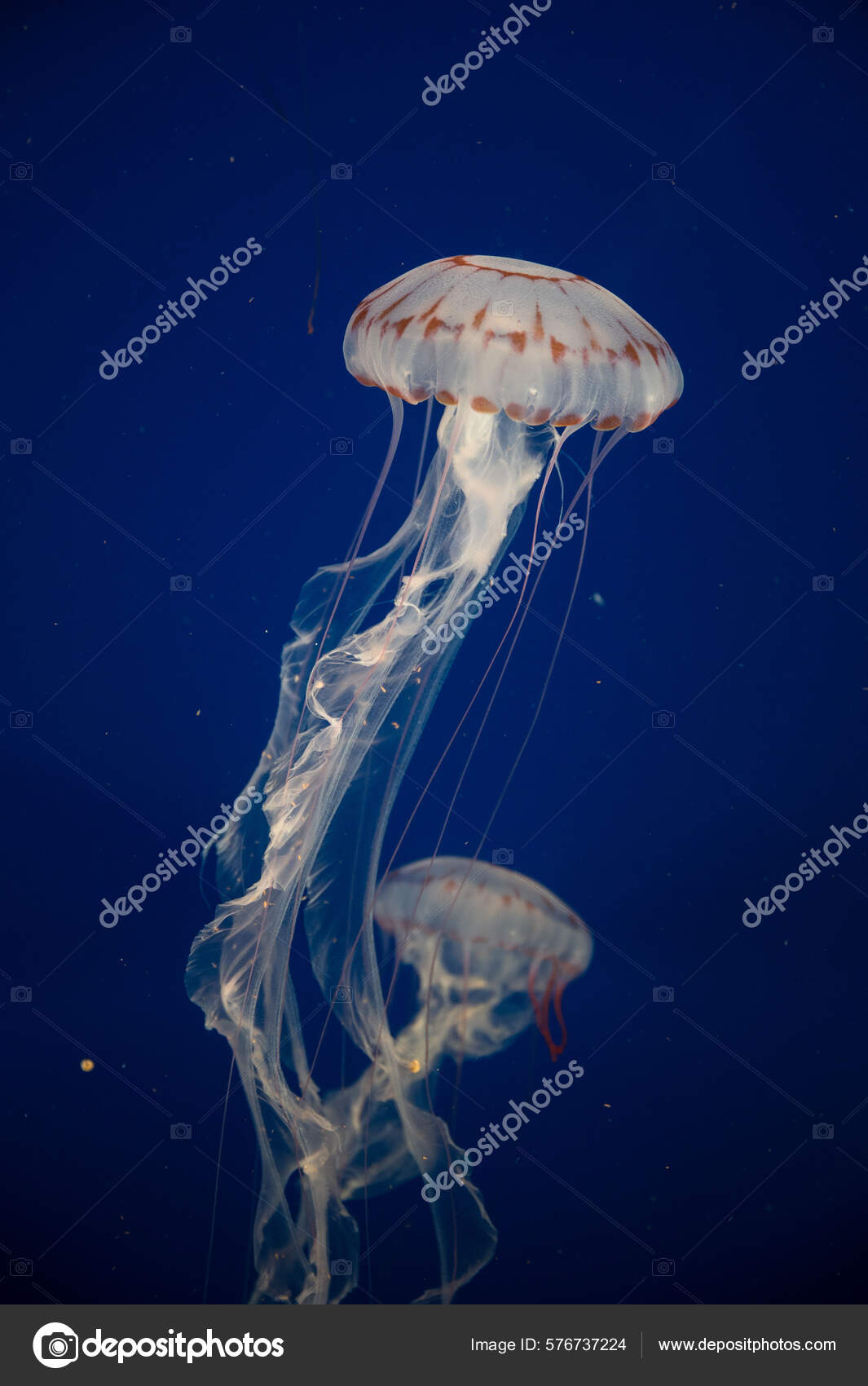 Beautiful Jellyfish