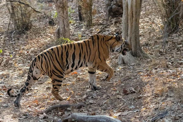 A wild tiger standing in the forest in India, Madhya Pradesh, close ...