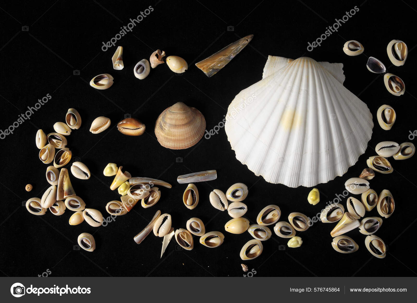 Textured Limestone Sea Shells Black Background — Stock Photo ...