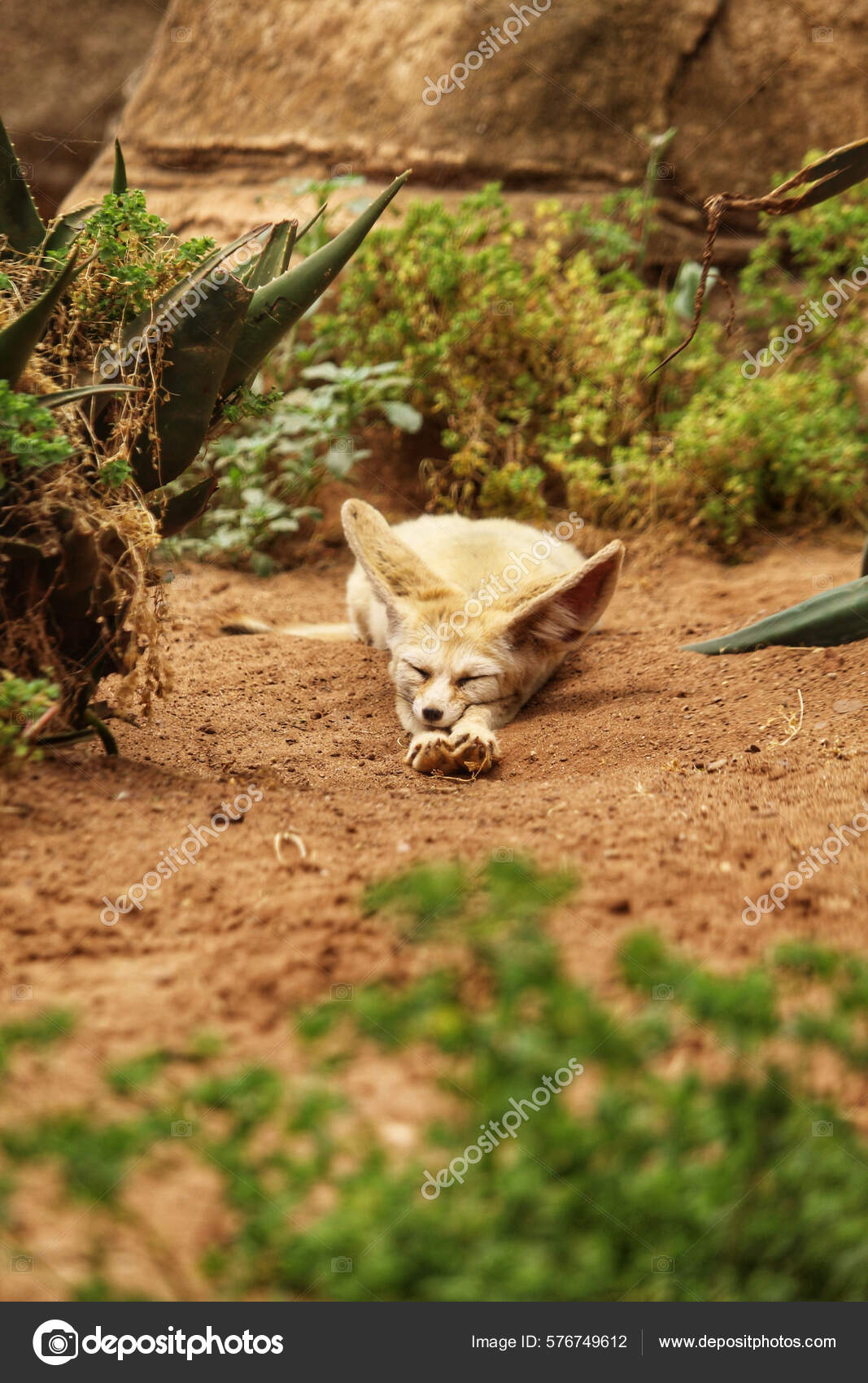 Fennec Fox In The Wild Sleeping