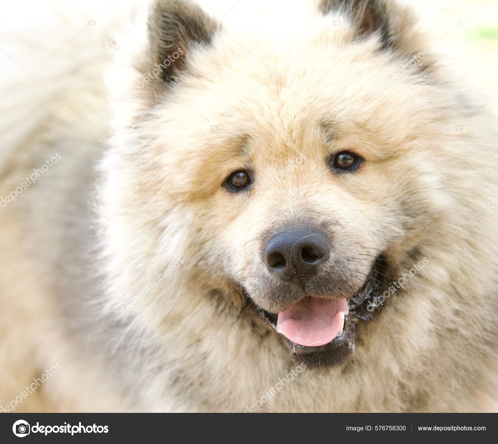 Cream Colored Wolf