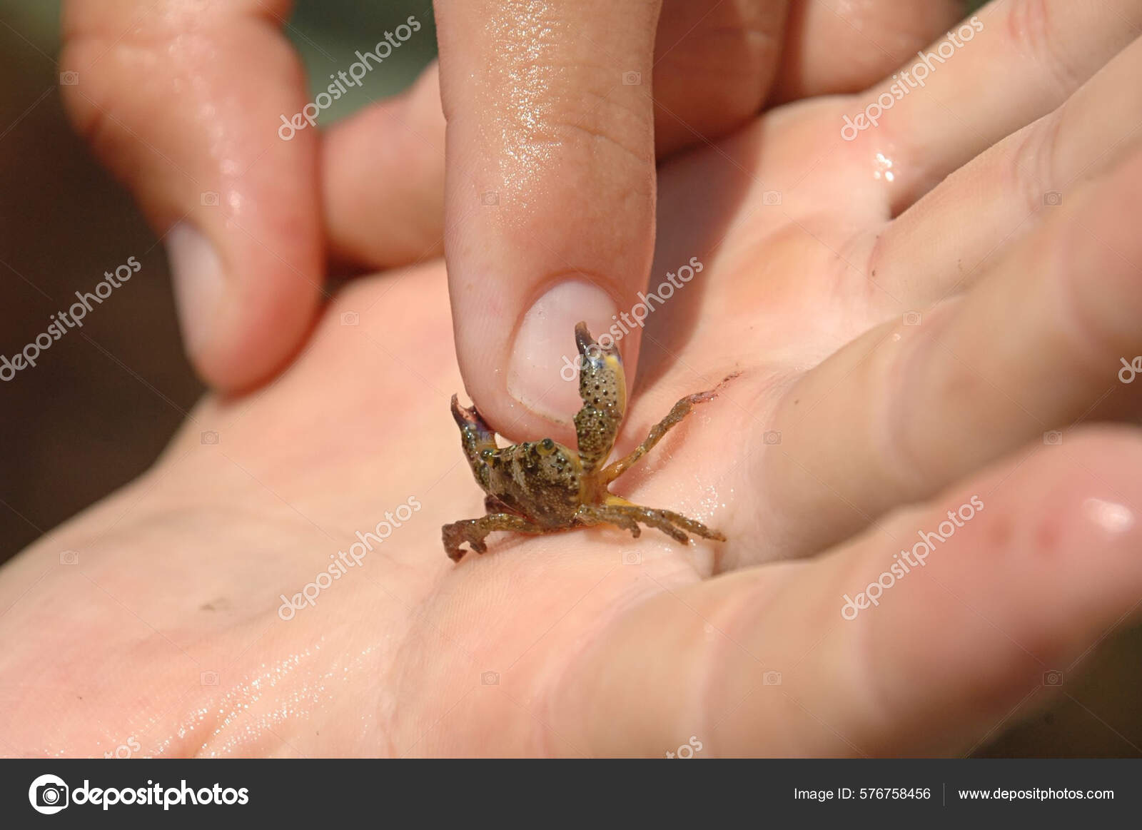 Smallest Crab In The World