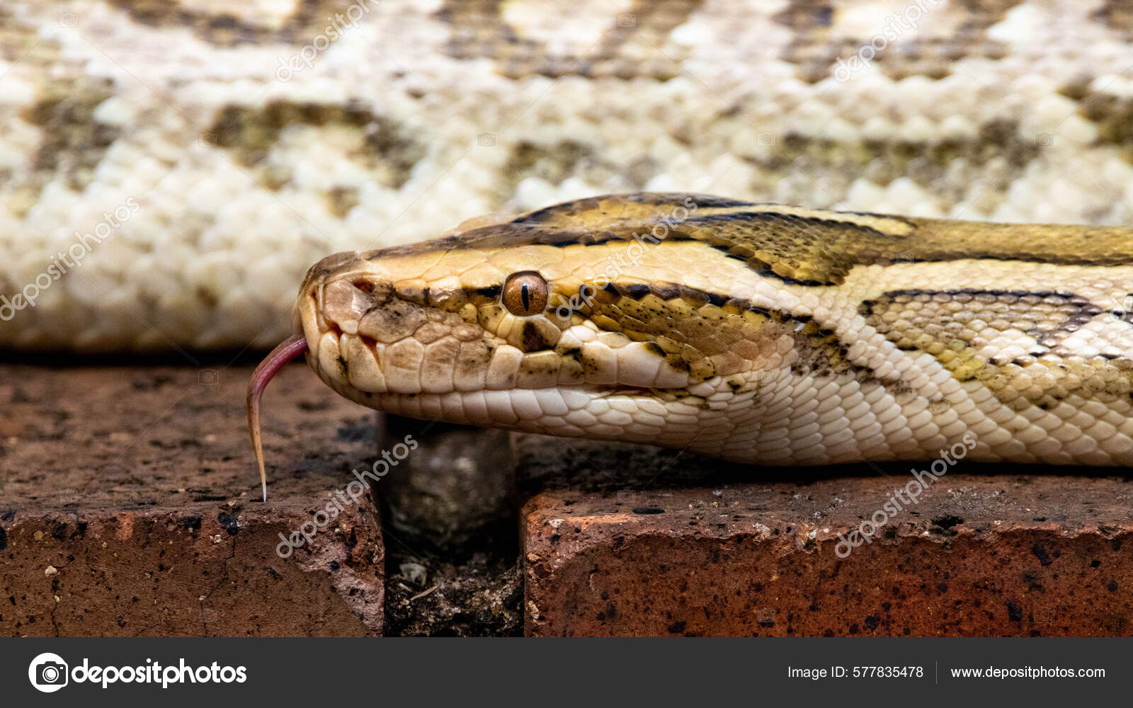 Burmese Python Typically Long Weighs 200 Lbs One Largest Snakes — Stock ...