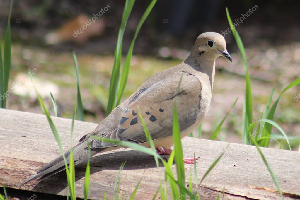 Un primer plano de la paloma de luto encaramada en la tabla de madera ...