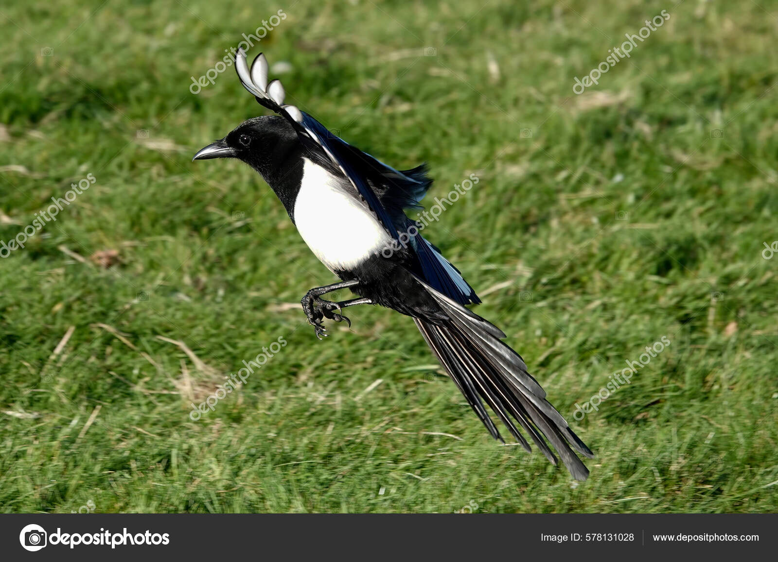 Closeup Magpie Flying Ground Covered Green Grass Essex — Stock Photo ...