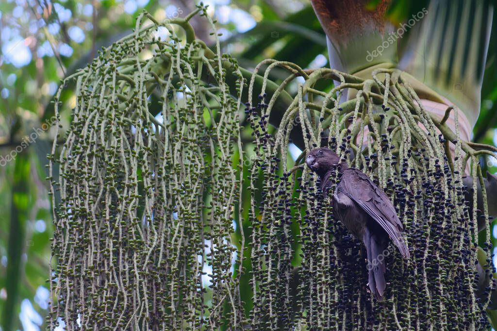 Un primer plano del loro negro de Seychelles (Coracopsis barklyi ...