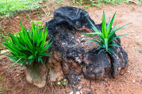 Burnt tree Stock Photos, Royalty Free Burnt tree Images | Depositphotos