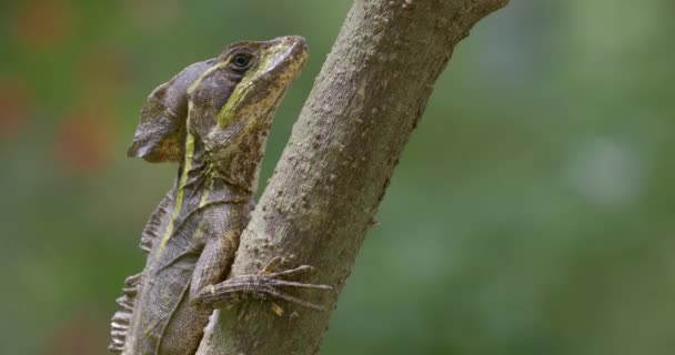 Closeup Shot Invasive Basilisk Tree Branch Florida Usa — Vídeo de stock ...