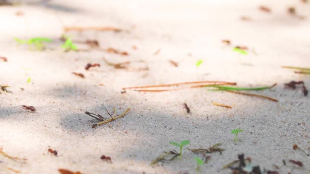 Vidéos pour Sand insects, Sand insects clips vidéo HD / 4K, footage ...