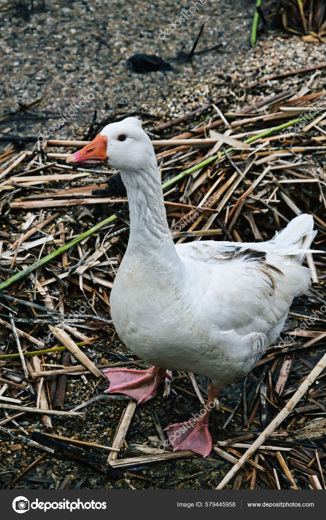 Beautiful White Goose