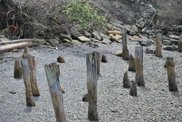 Circle lines of log Stock Photos, Royalty Free Circle lines of log ...