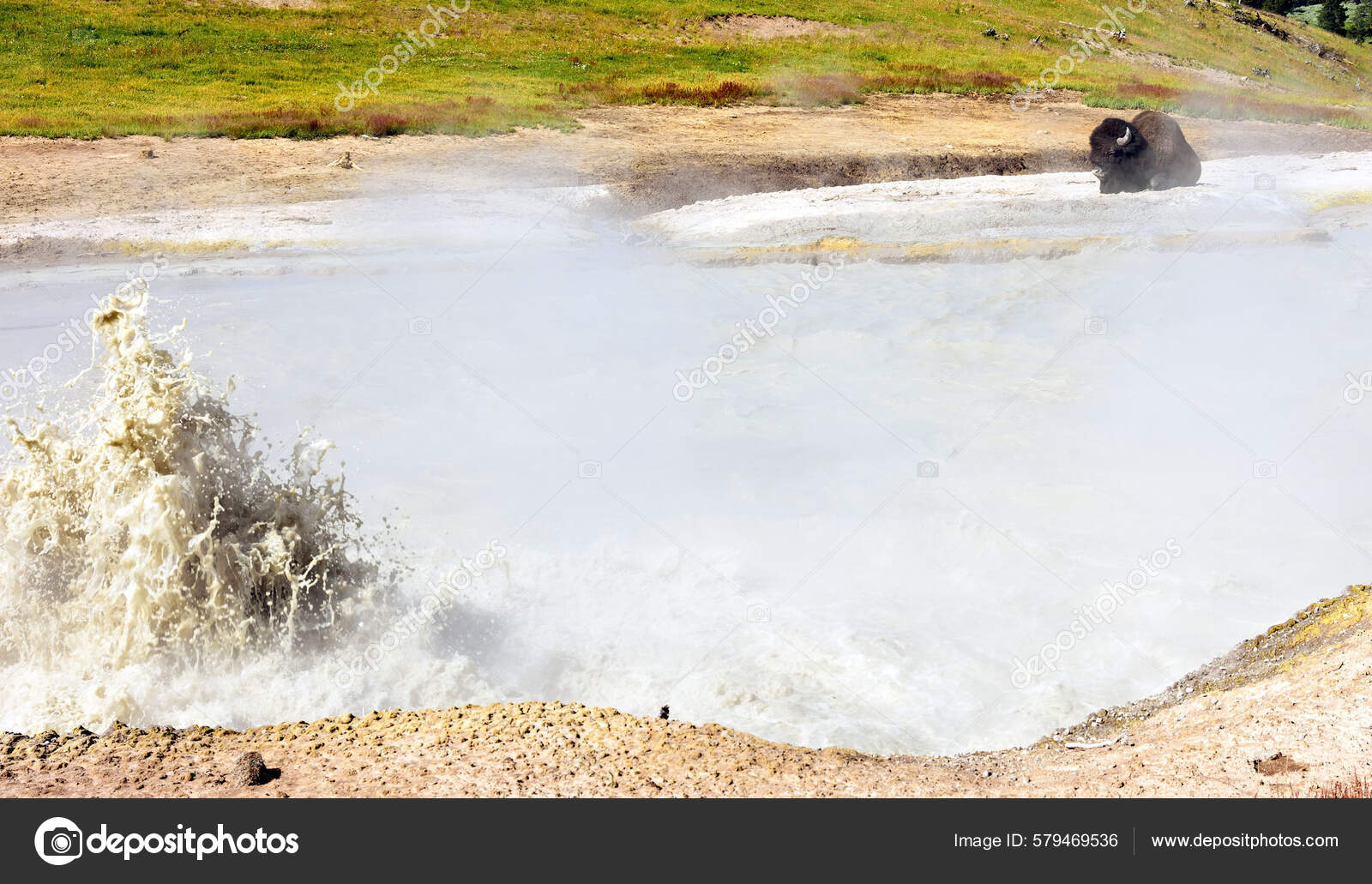 American Buffalo Bison Bison Resting Steam Geyser Yellowstone National ...