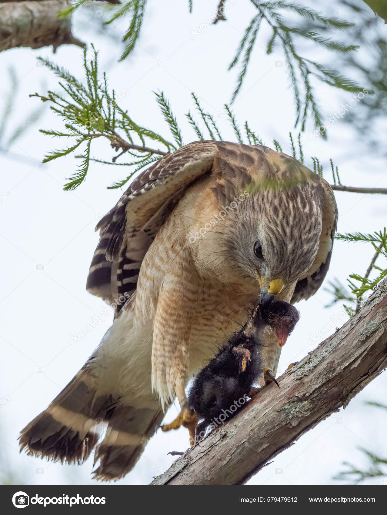 Red Tailed Hawk Catching Prey