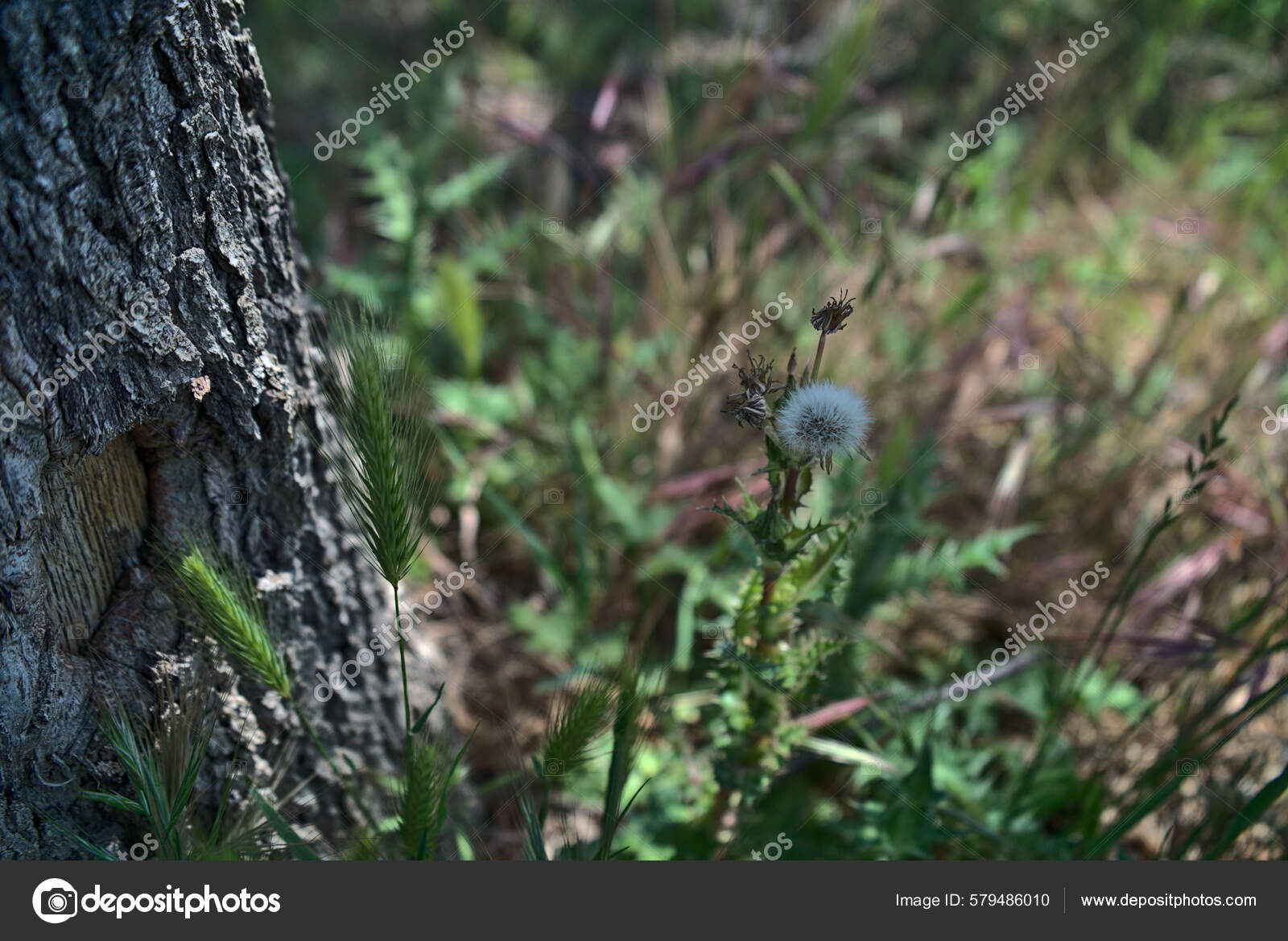 Selective Weed Growing Tree Forest — Stock Photo © wirestock_creators ...