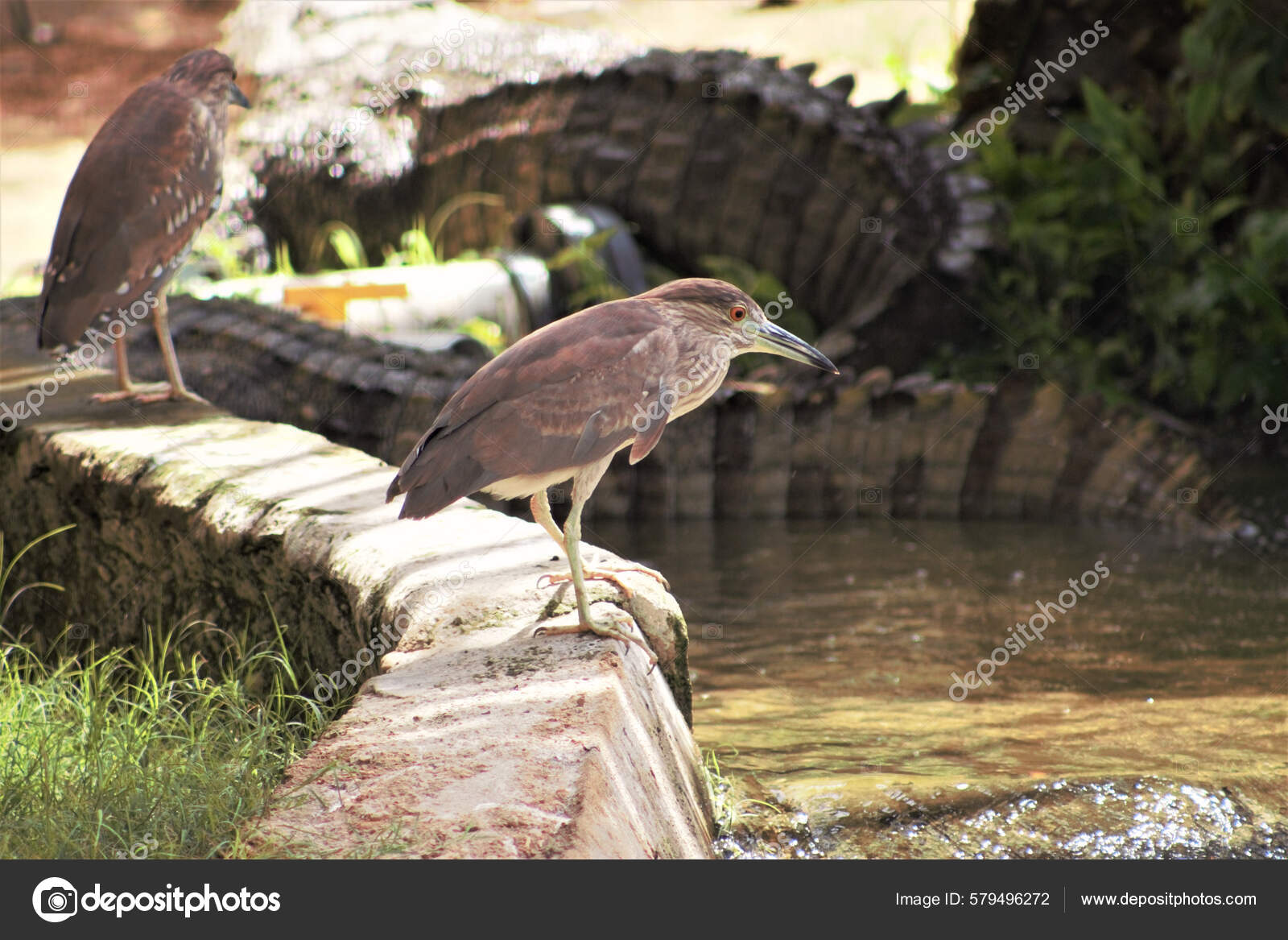 Pair Eurasian Bittern Birds Perched Lake Shore Karachi Zoo — 스톡 사진 ...
