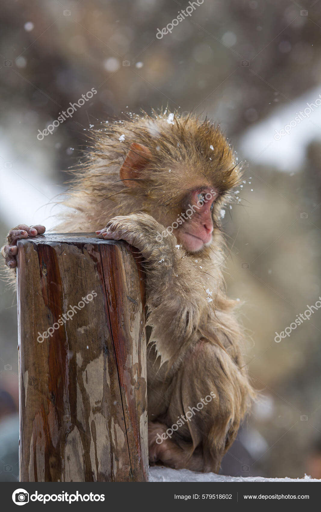 Cold Monkey