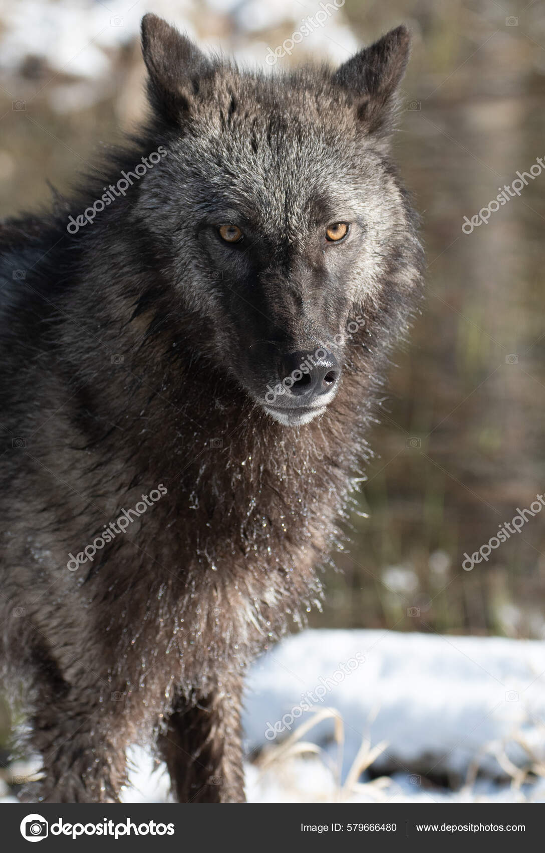 British Columbian Wolf