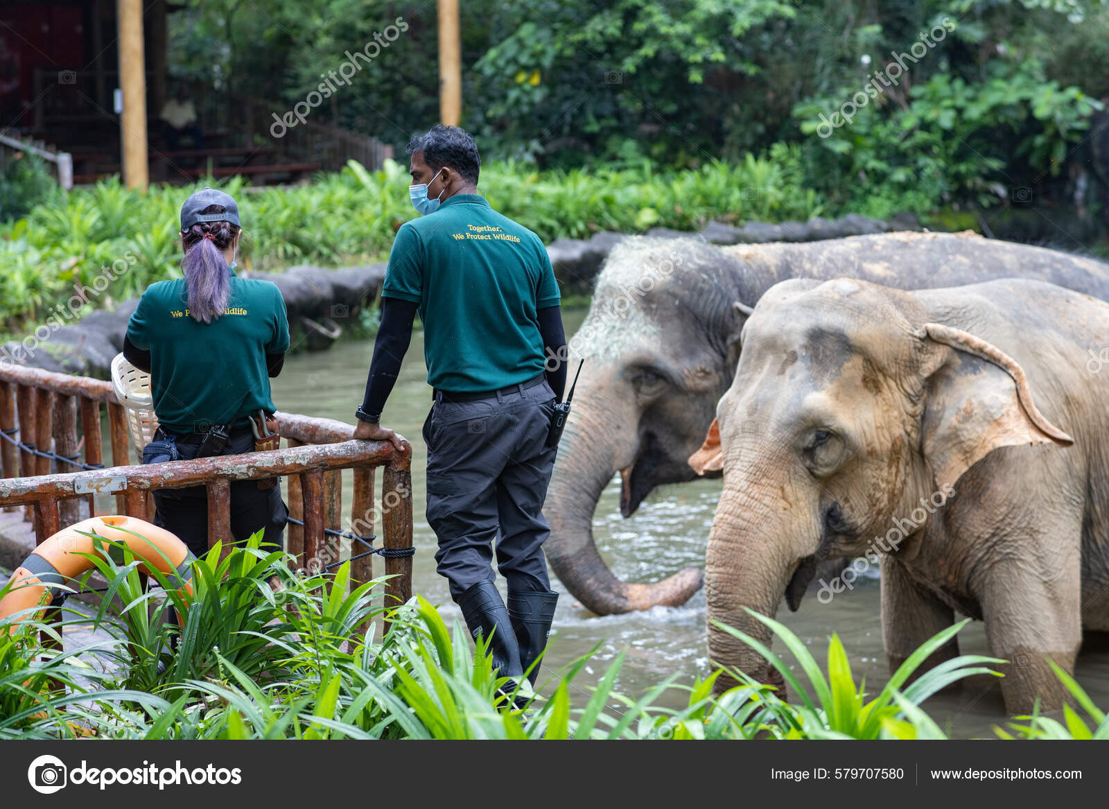 Singapore Zoo Elephant