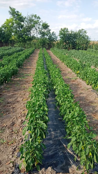 A vertical shot of a pepper farming production captured on a sunny day ...