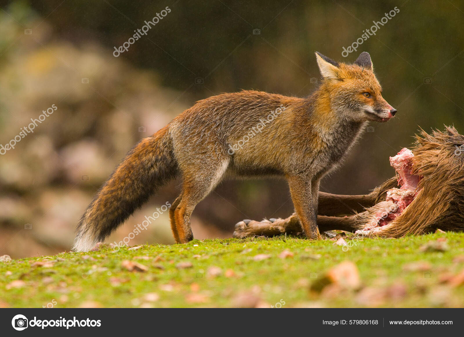 What Eats The Swift Fox