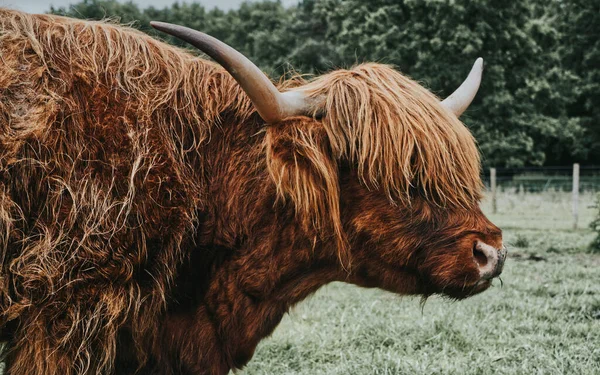 Hairy Scottish Highland Coo Cow with horns in a field at Bluebell Dairy ...