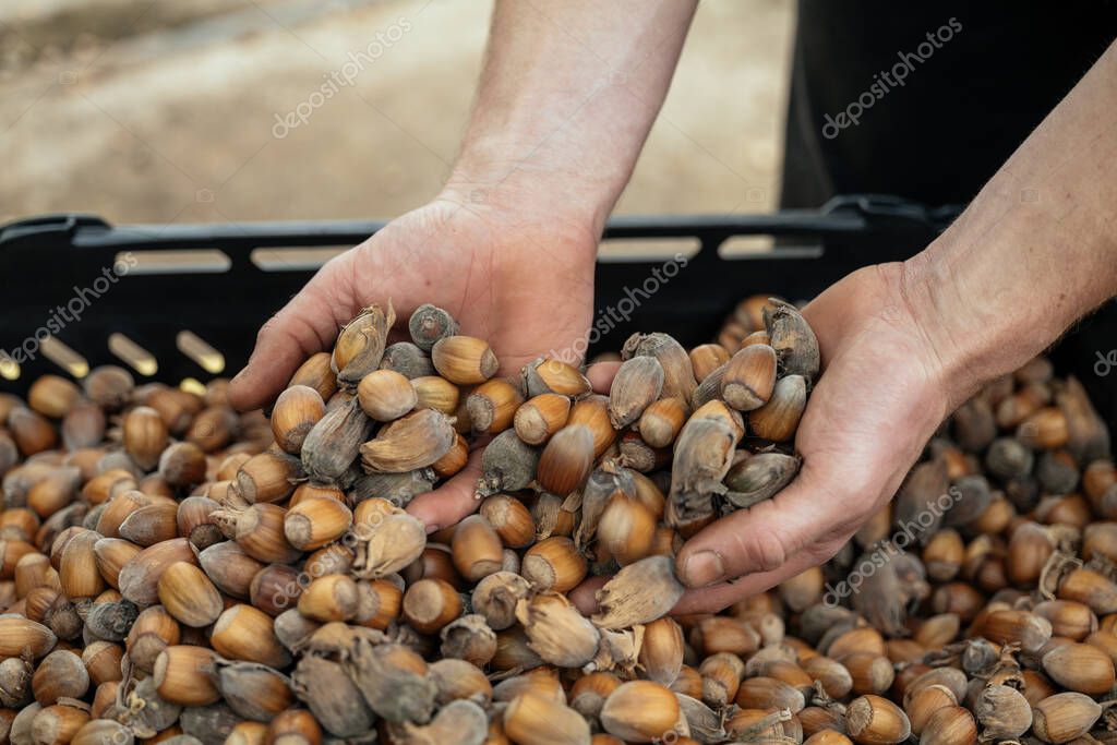 Harvesting of English cobnuts, a variety of avellanas, nuts, in Kent ...