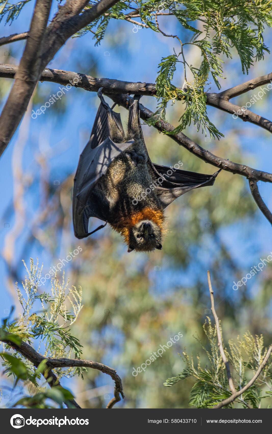 Fruit Bat Hanging