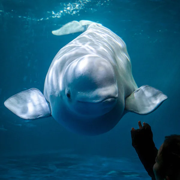 Beluga joven Stock Photos, Royalty Free Beluga joven Images | Depositphotos