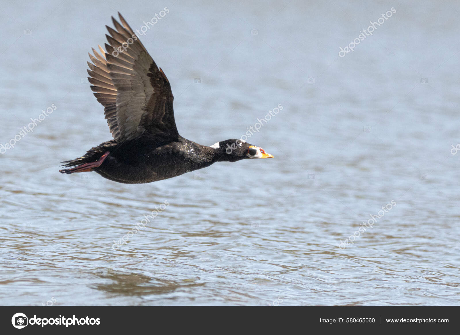 Surf Scoter Flying