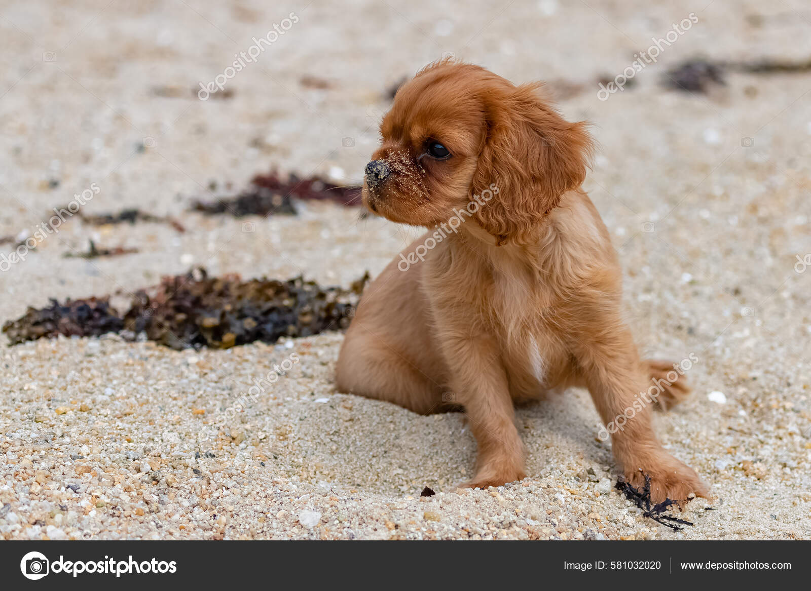 King Charles Spaniel Ruby Puppy