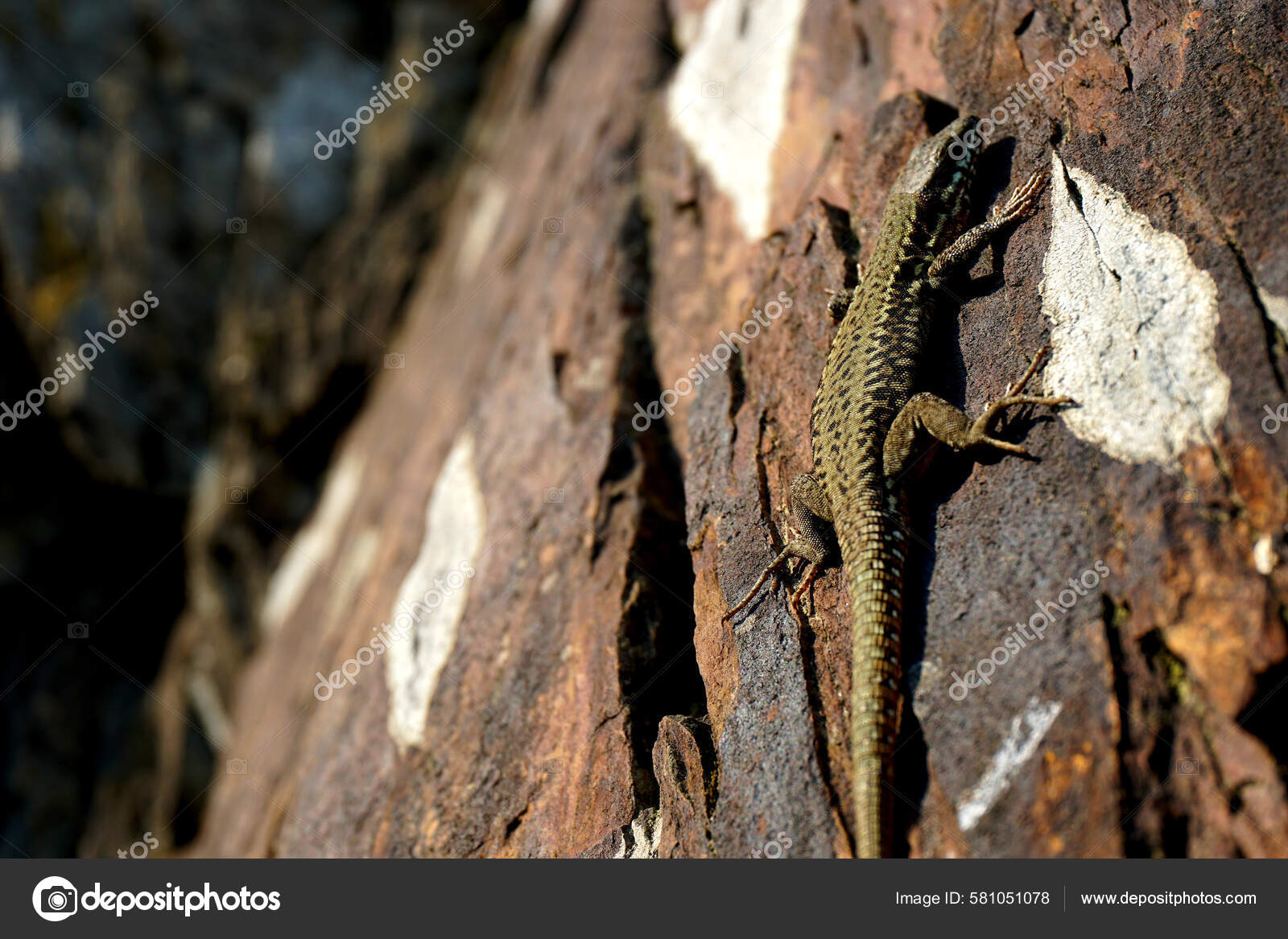 Selective Focus Shot Wall Lizard Bark Tree — Stock Photo © wirestock ...