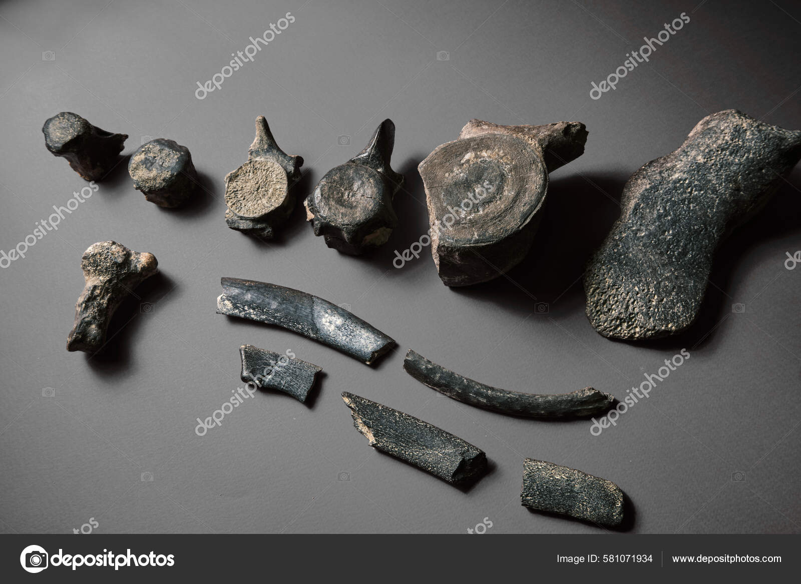 Dinosaur Backbone Fossil Bones Relic Skeleton Bone Structure Specimen ...