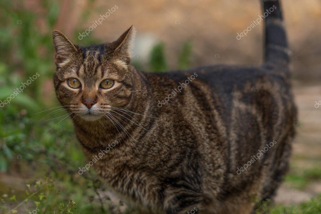 primer plano de marrón y negro gato común mirando la cámara caminando ...