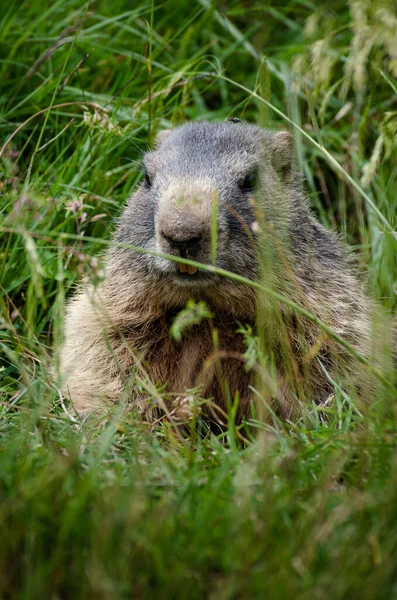 Ground hog png Stock Photos, Royalty Free Ground hog png Images ...