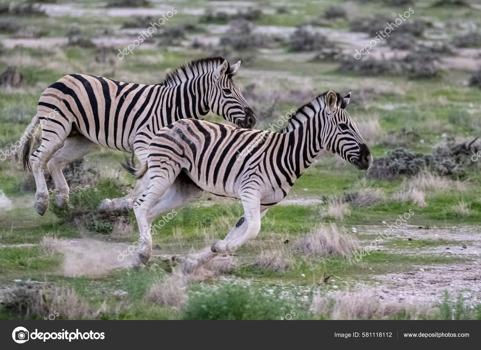 Zebra Running Away