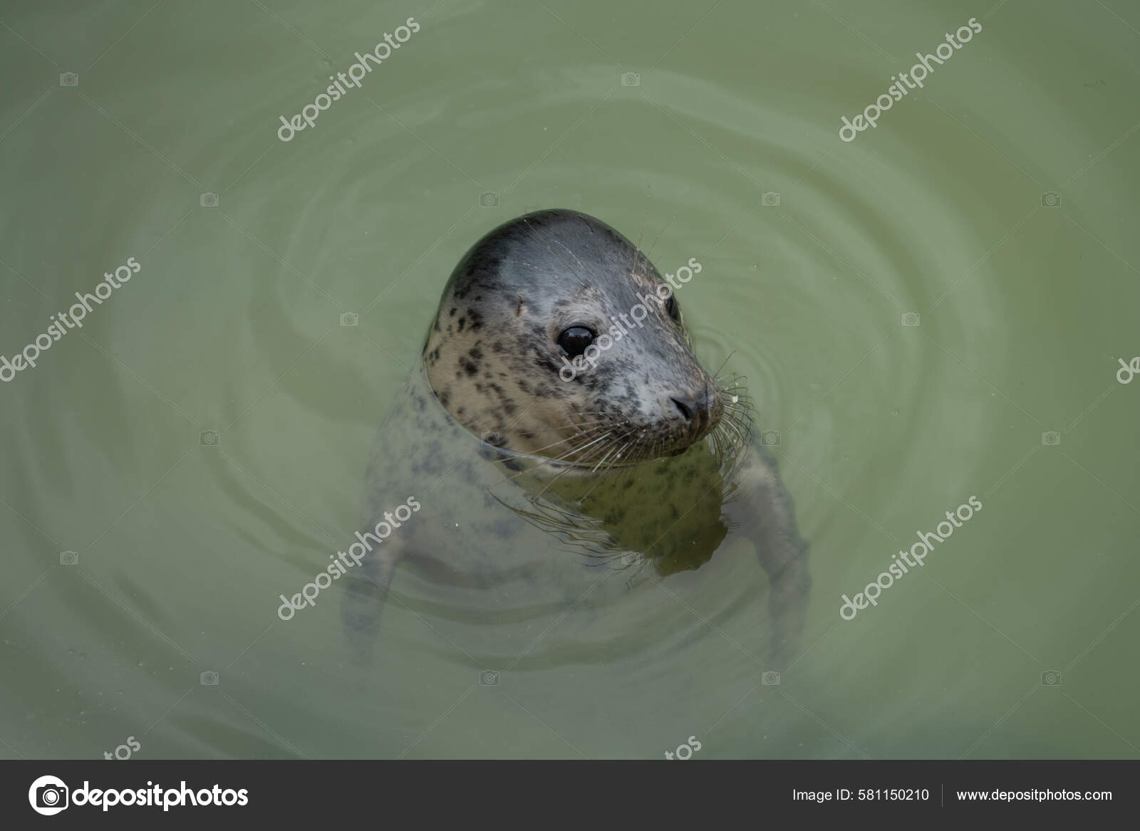 Seal Cornish Seal Sanctuary Gweek Cornwall — Stock Photo © wirestock ...