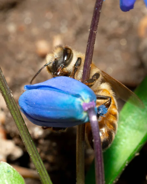 Blue banded bee Stock Photos, Royalty Free Blue banded bee Images ...