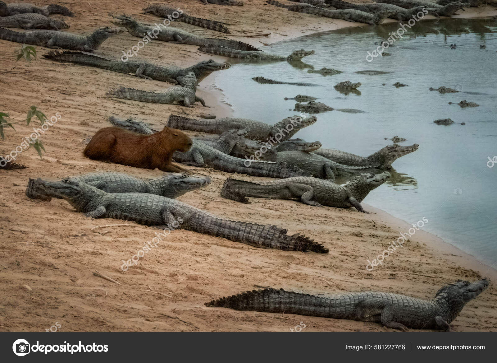 Brave Capybara Peacefully Lying Middle Several Alligators Lakeshore ...