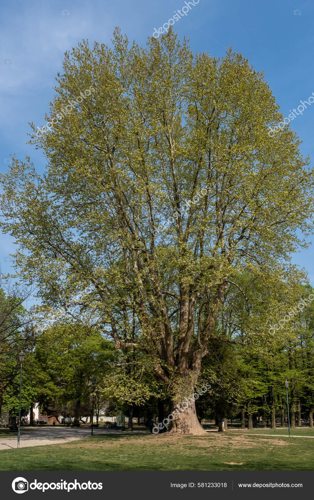 Buttonwood Sycamore Tree