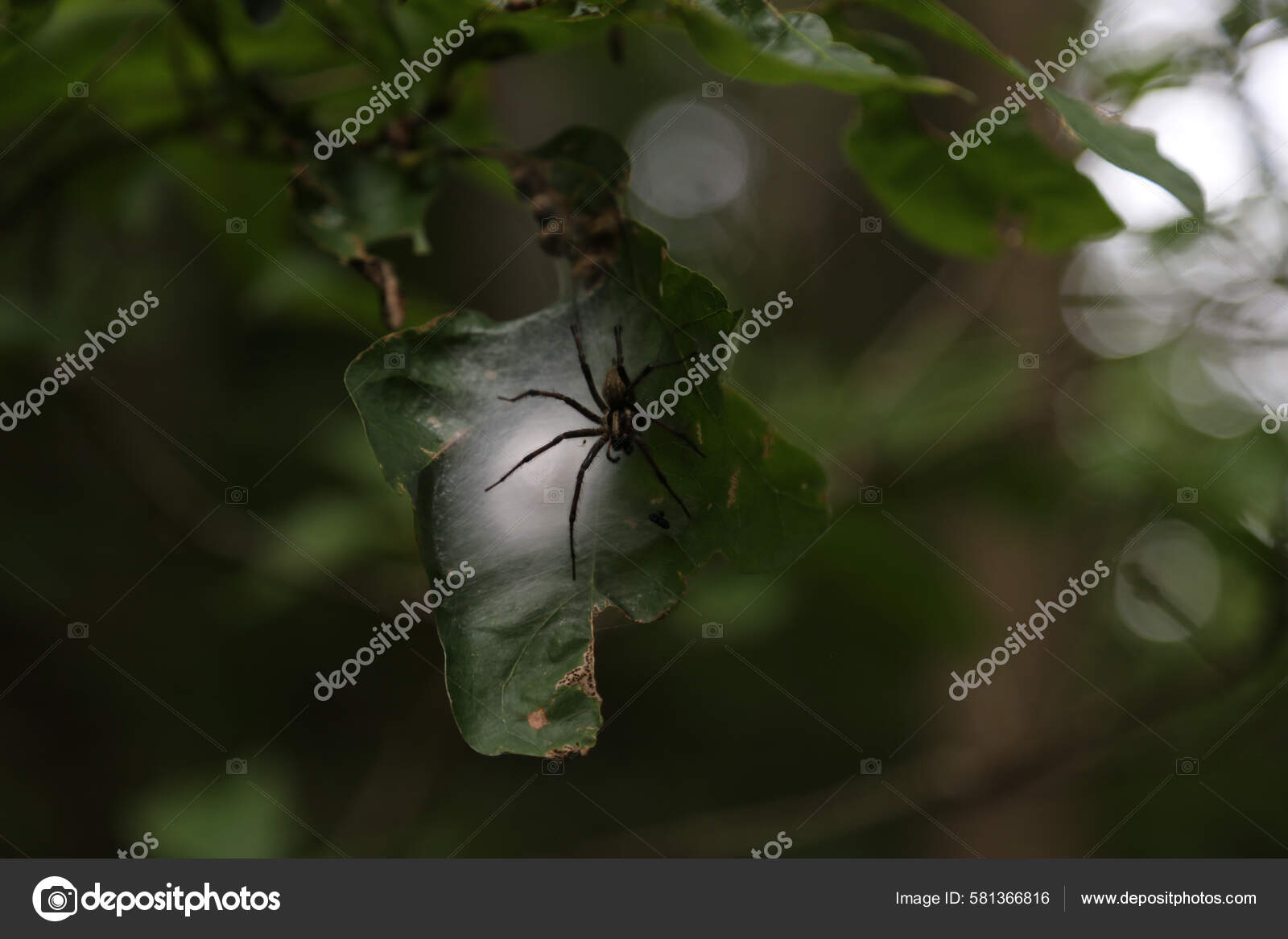 Closeup Shot Spider Green Leaf Tree — Stock Photo © wirestock_creators ...