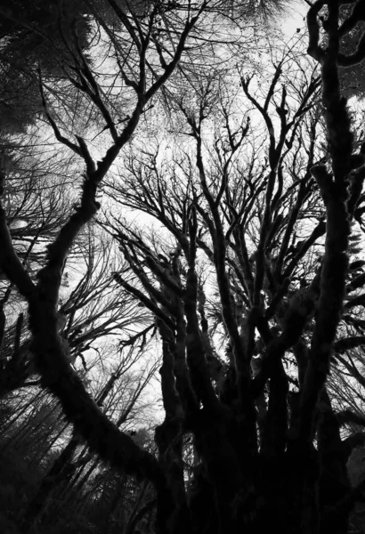 Arvores pretas Stock Photos, Royalty Free Arvores pretas Images ...