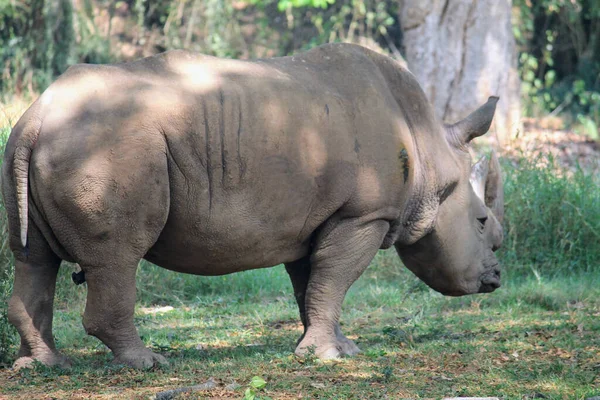 Rhinocerotidae Stock Photos, Royalty Free Rhinocerotidae Images ...