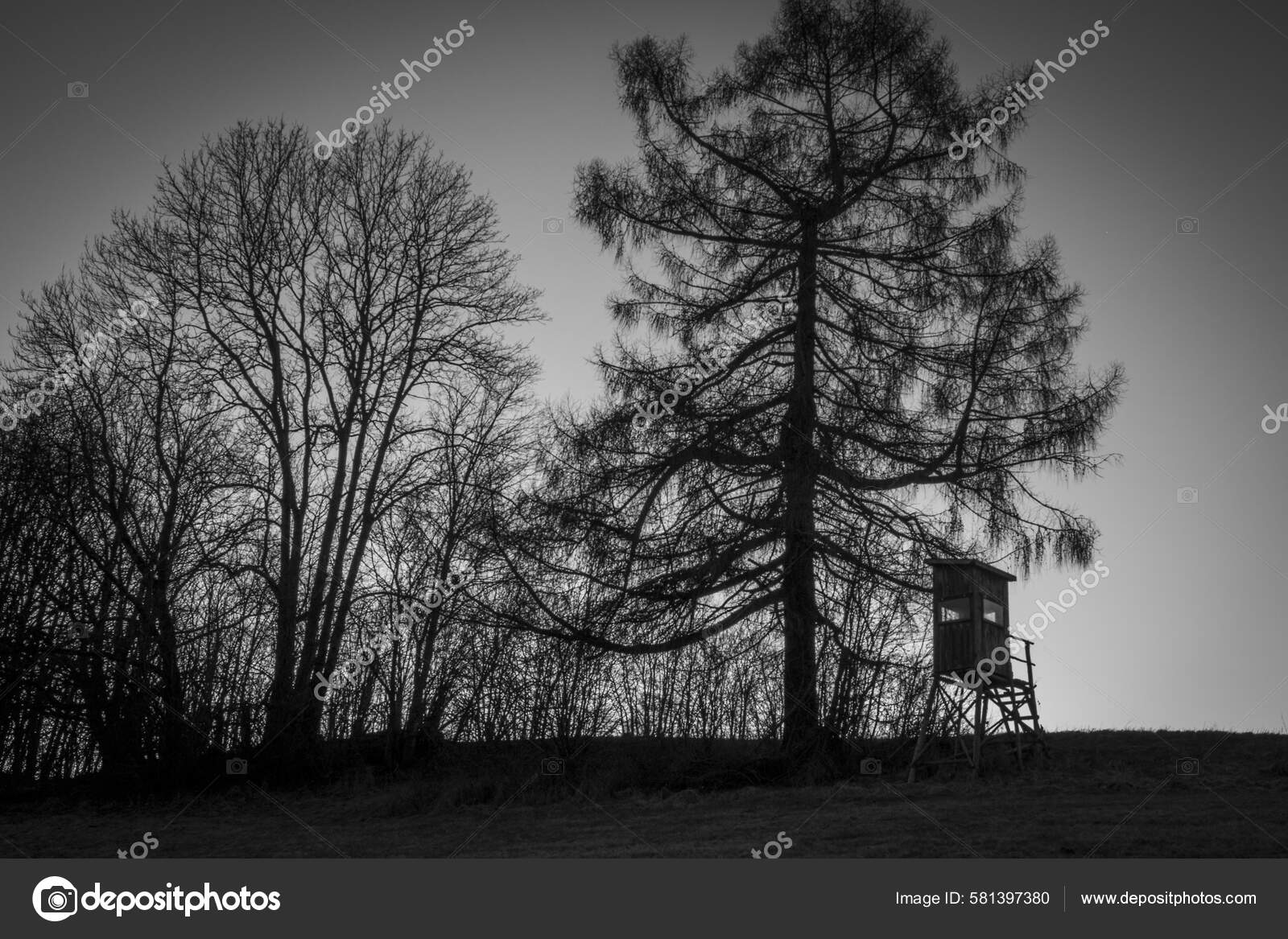 Grayscale Nature Photography