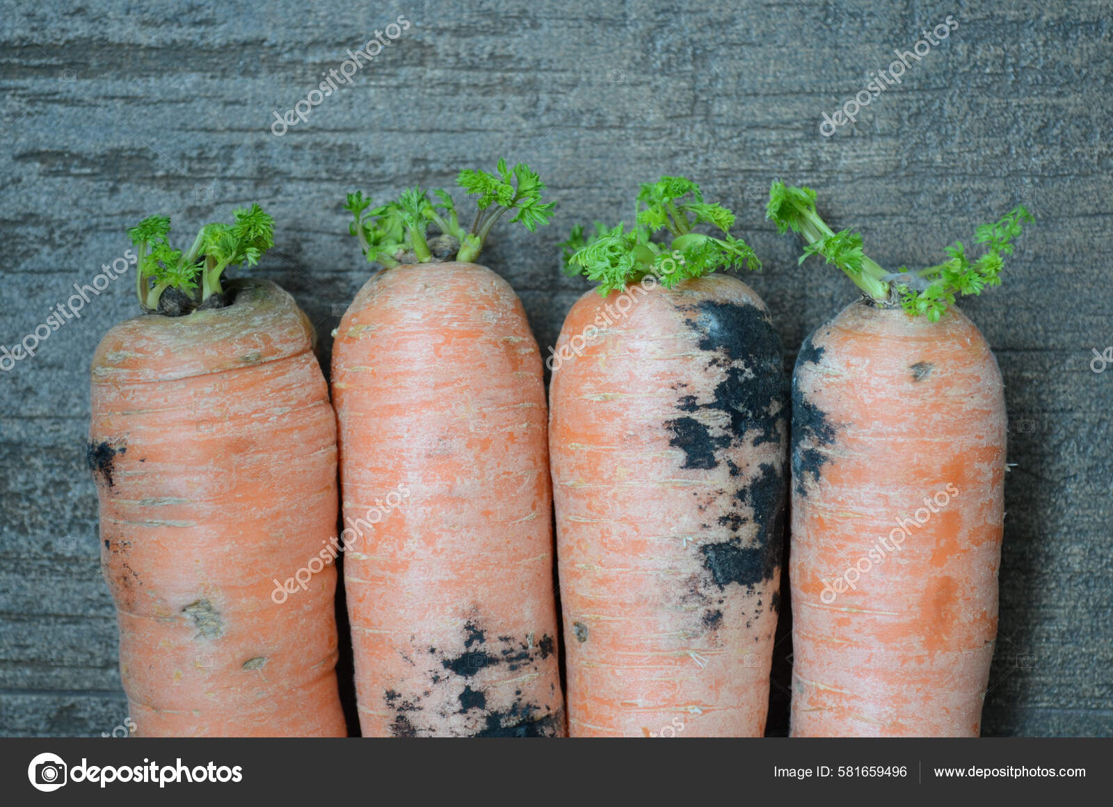 Carrot Black Rot