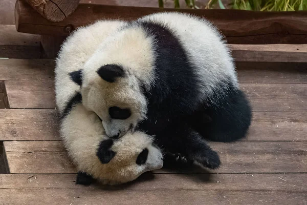 Pandas Hugging People