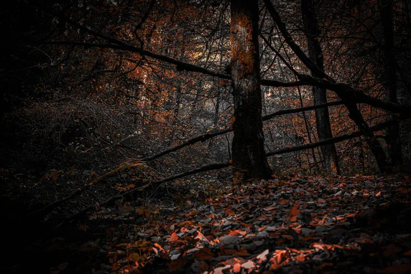 Dark Autumn Forest Wallpaper