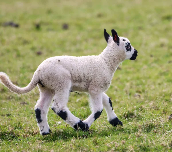 Skipping lamb Stock Photos, Royalty Free Skipping lamb Images ...