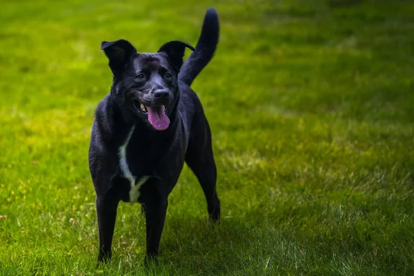 Australian Cattle Dog Black Lab Mix