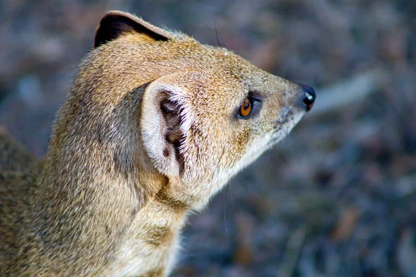 Mongoose Eyes Turn Red