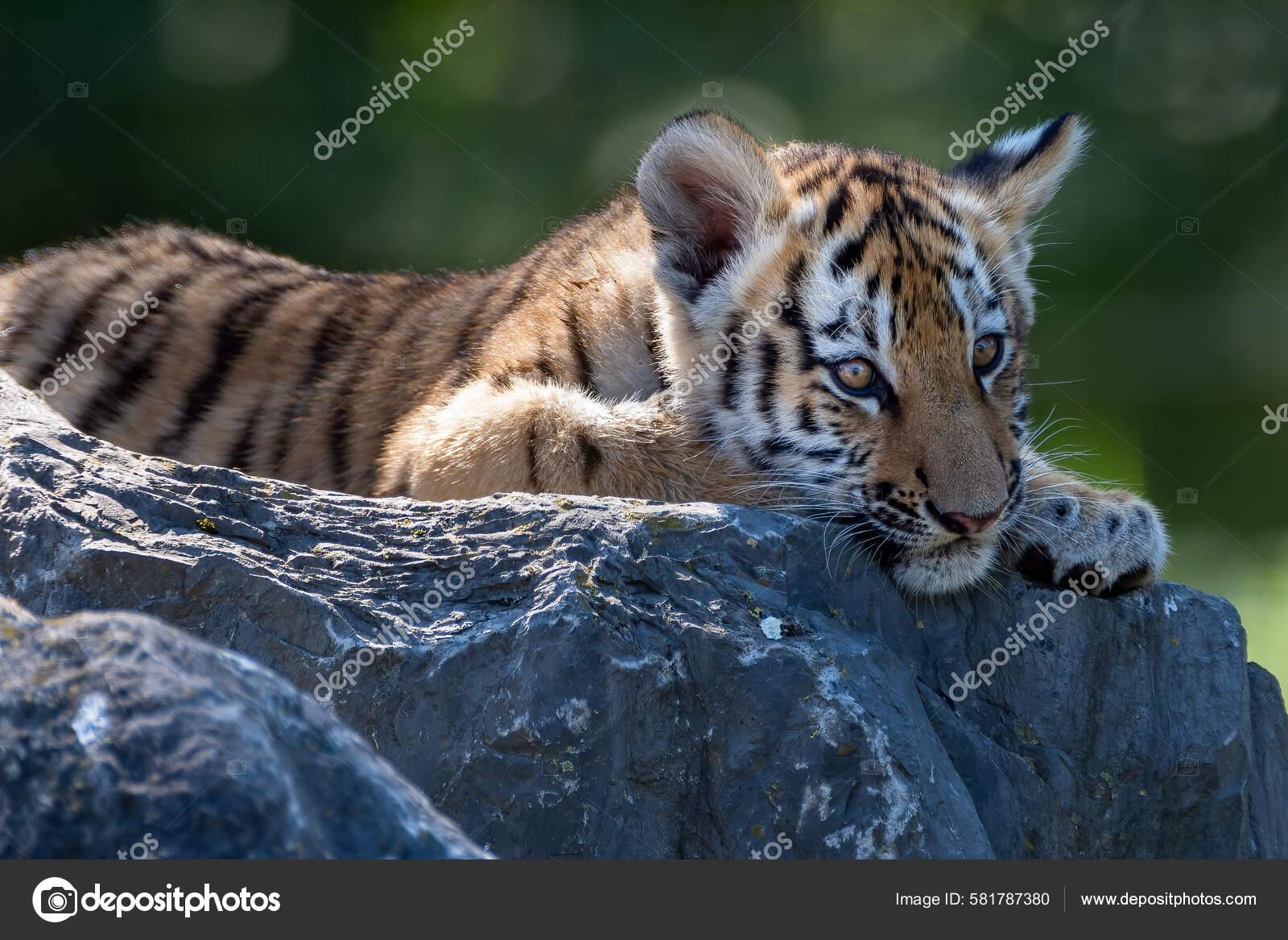 Beautiful Tiger Cab Lying Stone Blurred Background — Stock Photo ...
